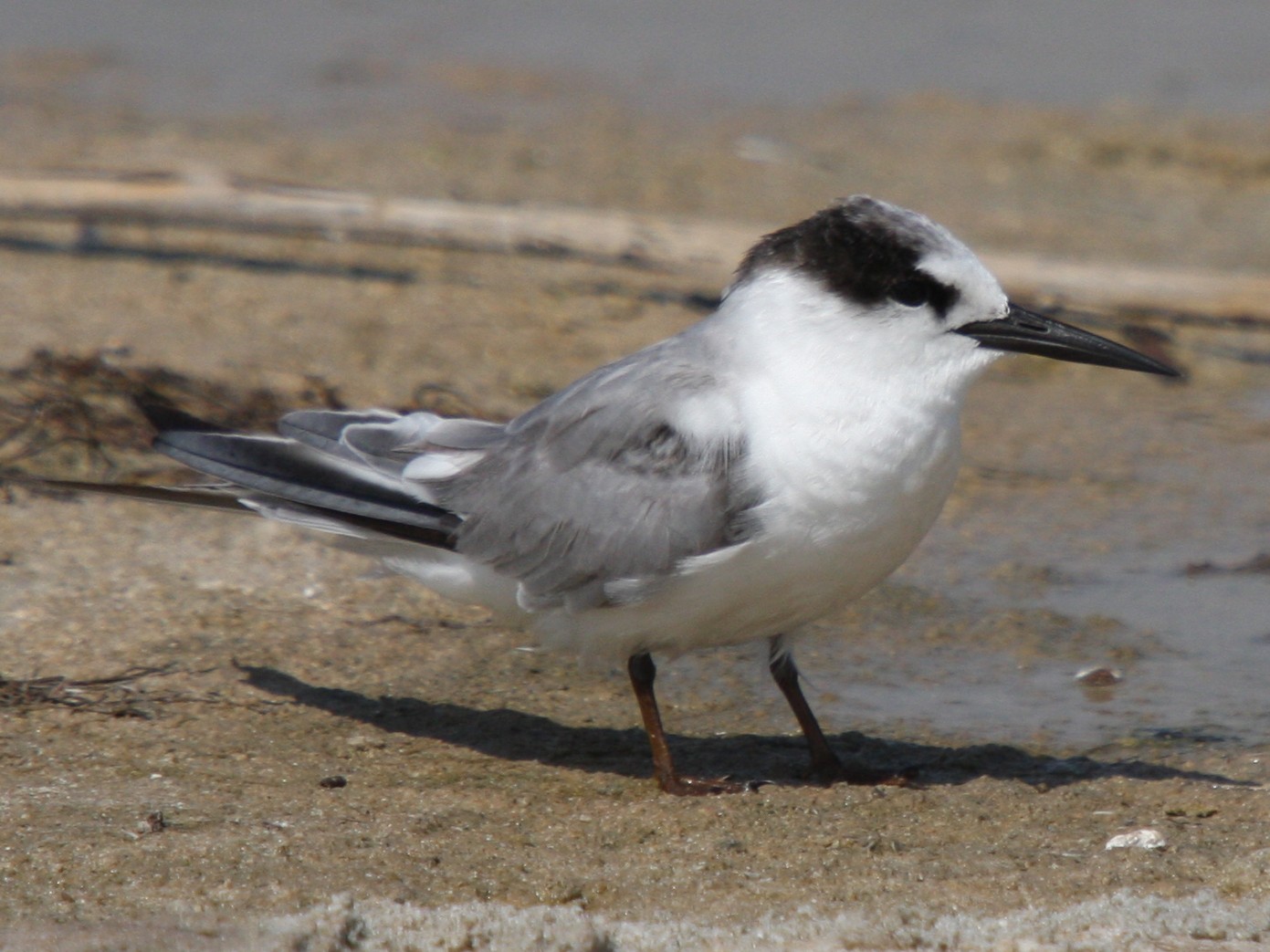 Sterne de Saunders - eBird