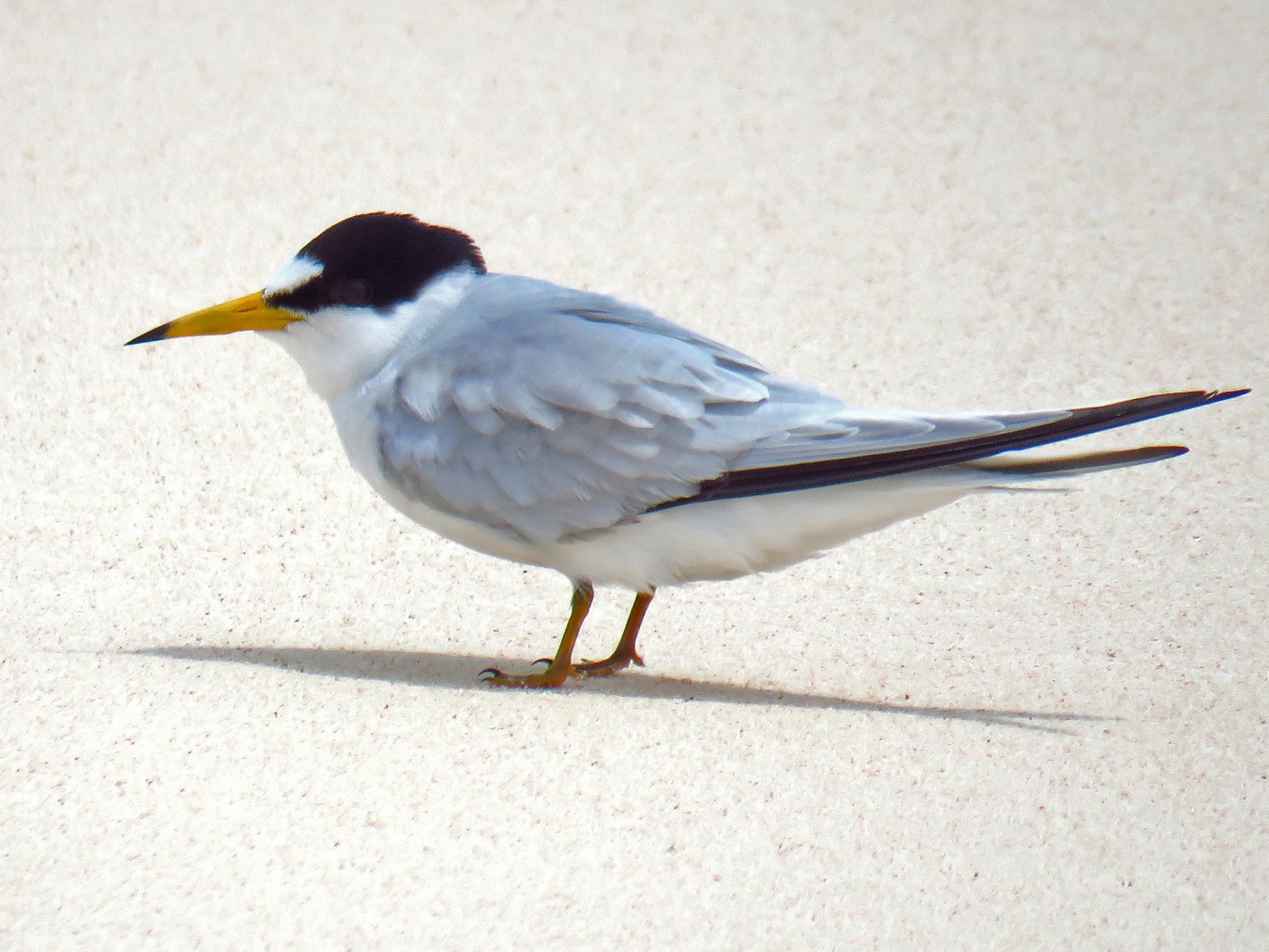 Saunders's Tern - eBird