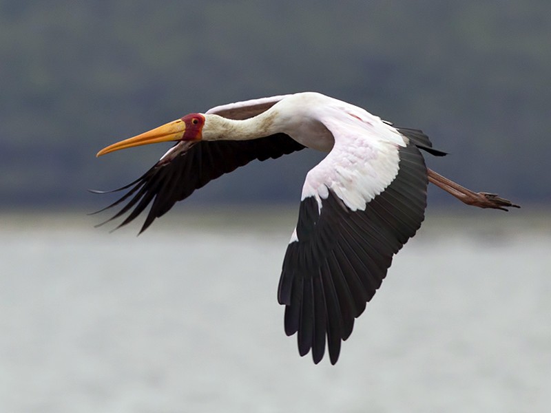 Yellow-billed Stork - eBird