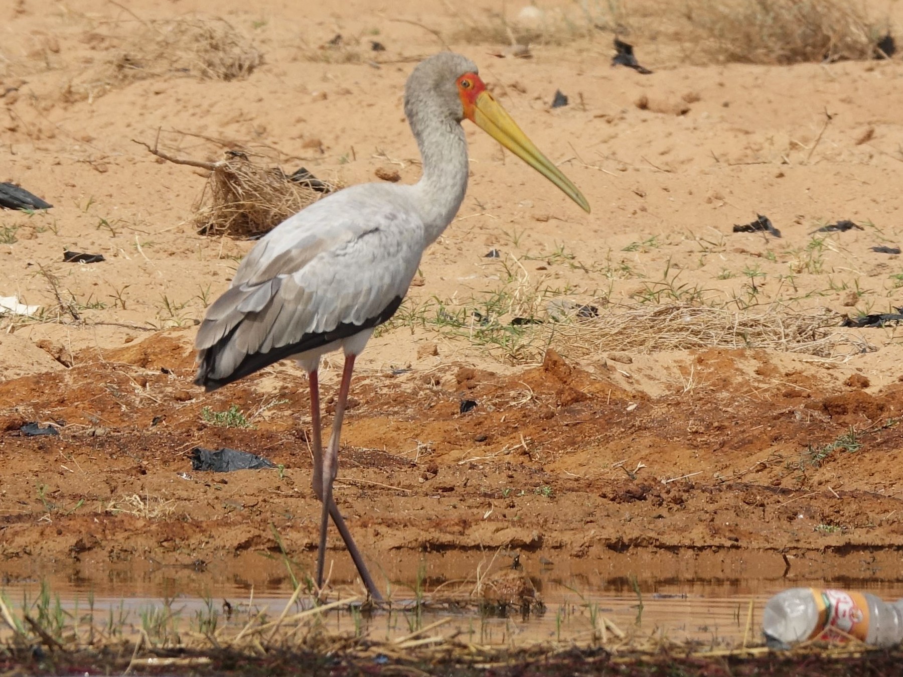 Yellow-billed Stork - eBird