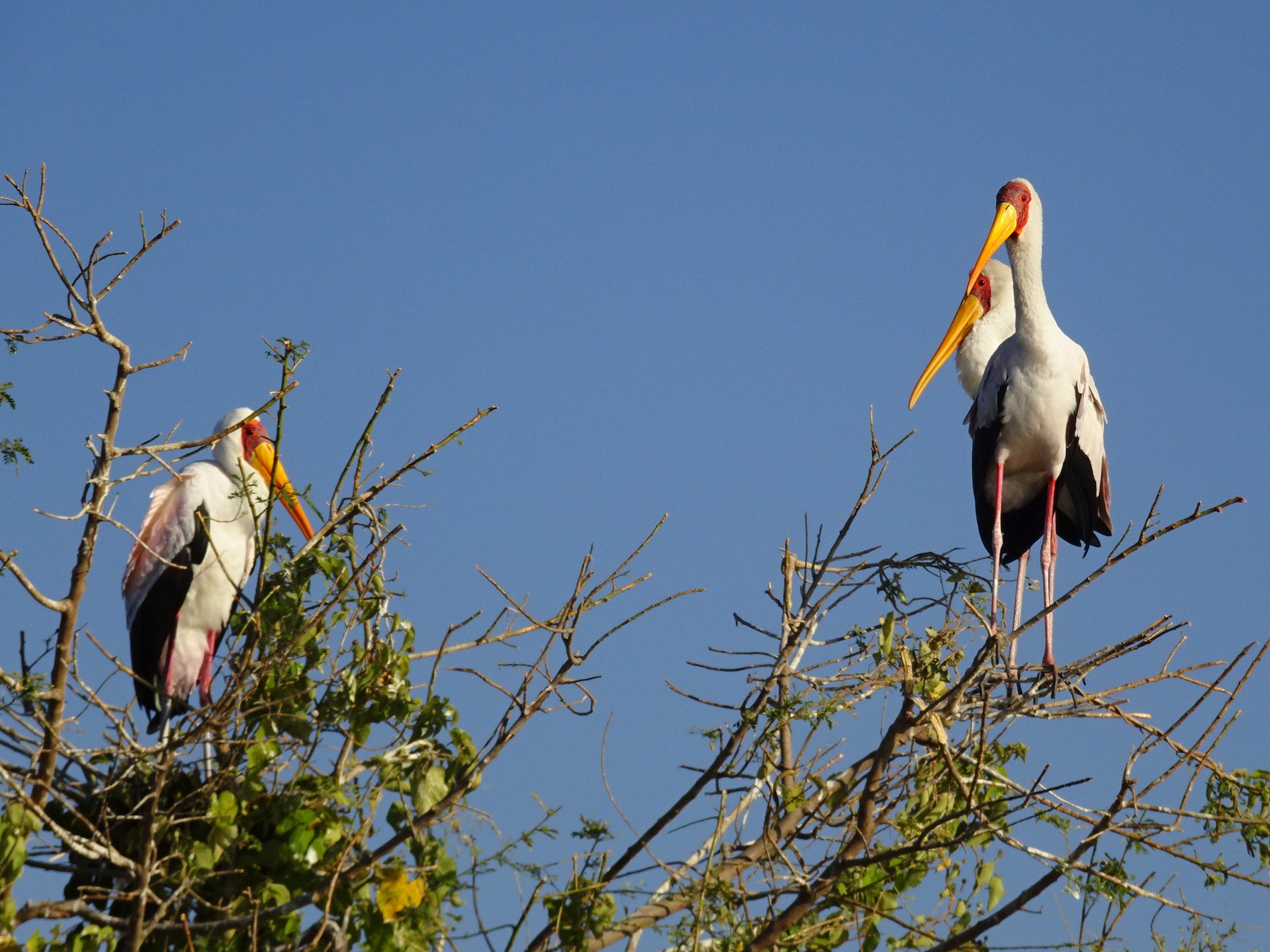 Yellow-billed Stork - eBird