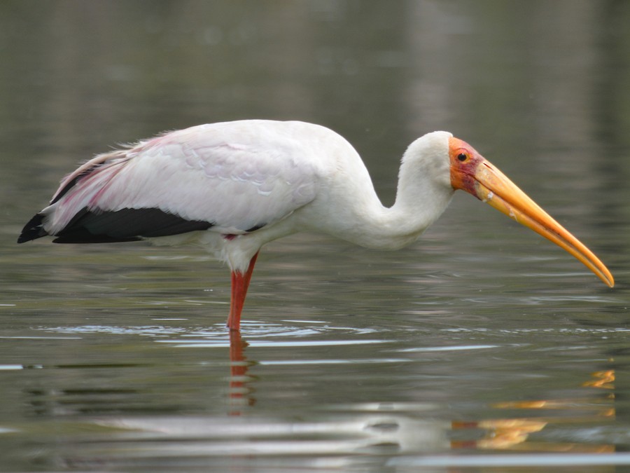 Yellow-billed Stork - eBird
