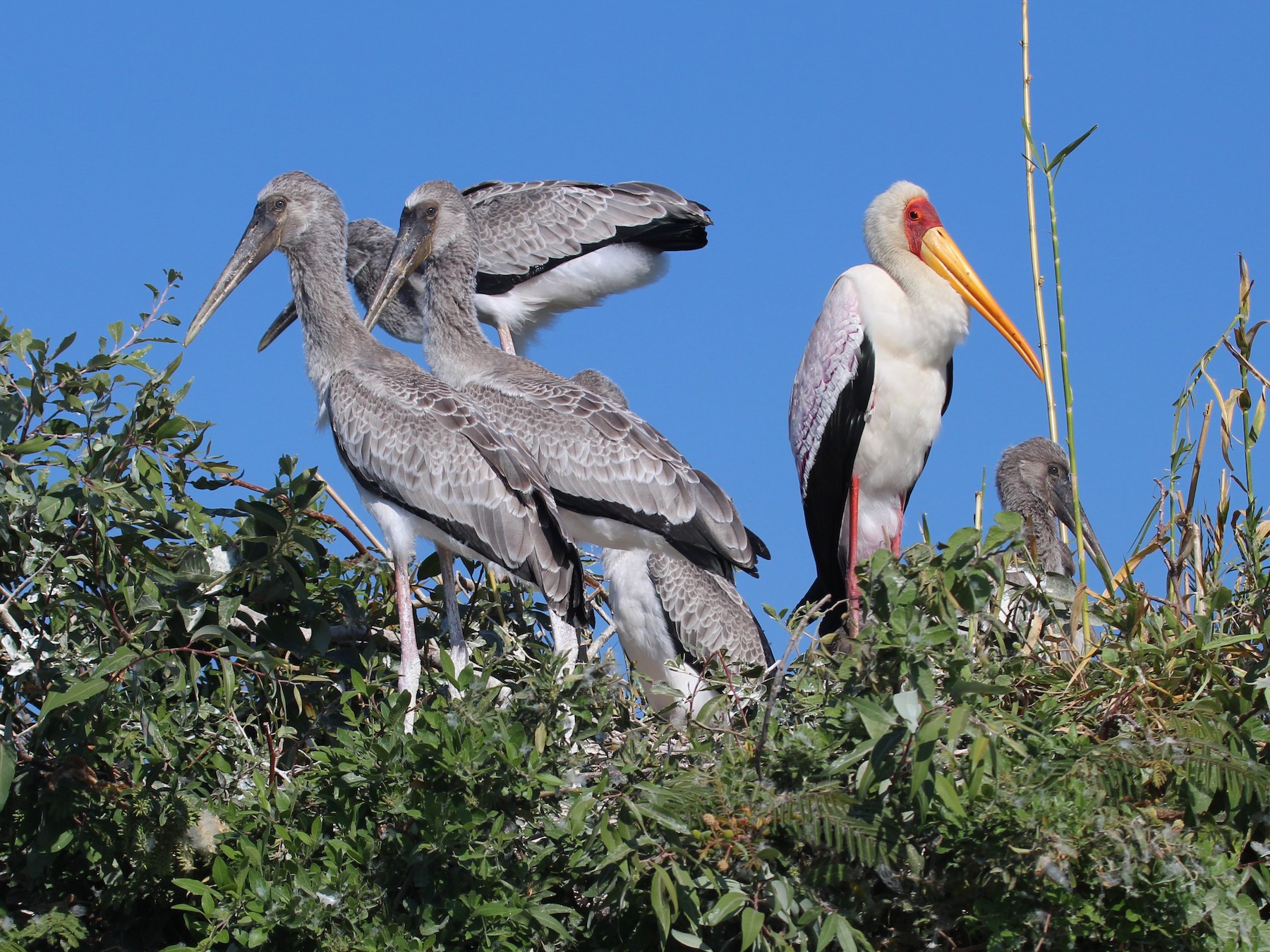 Yellow-billed Stork - eBird