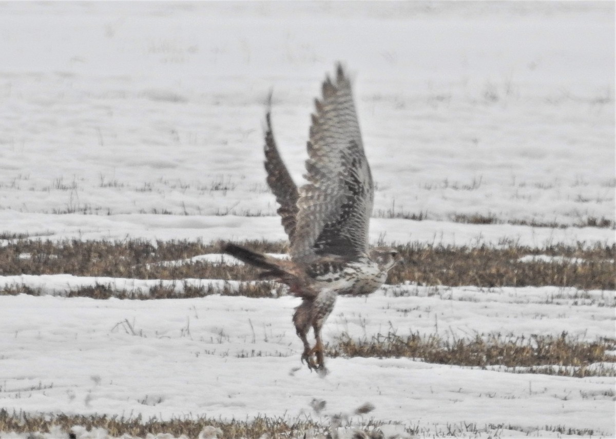 eBird Checklist - 5 Mar 2019 - USU -- Cache Jct Farm - 5 species