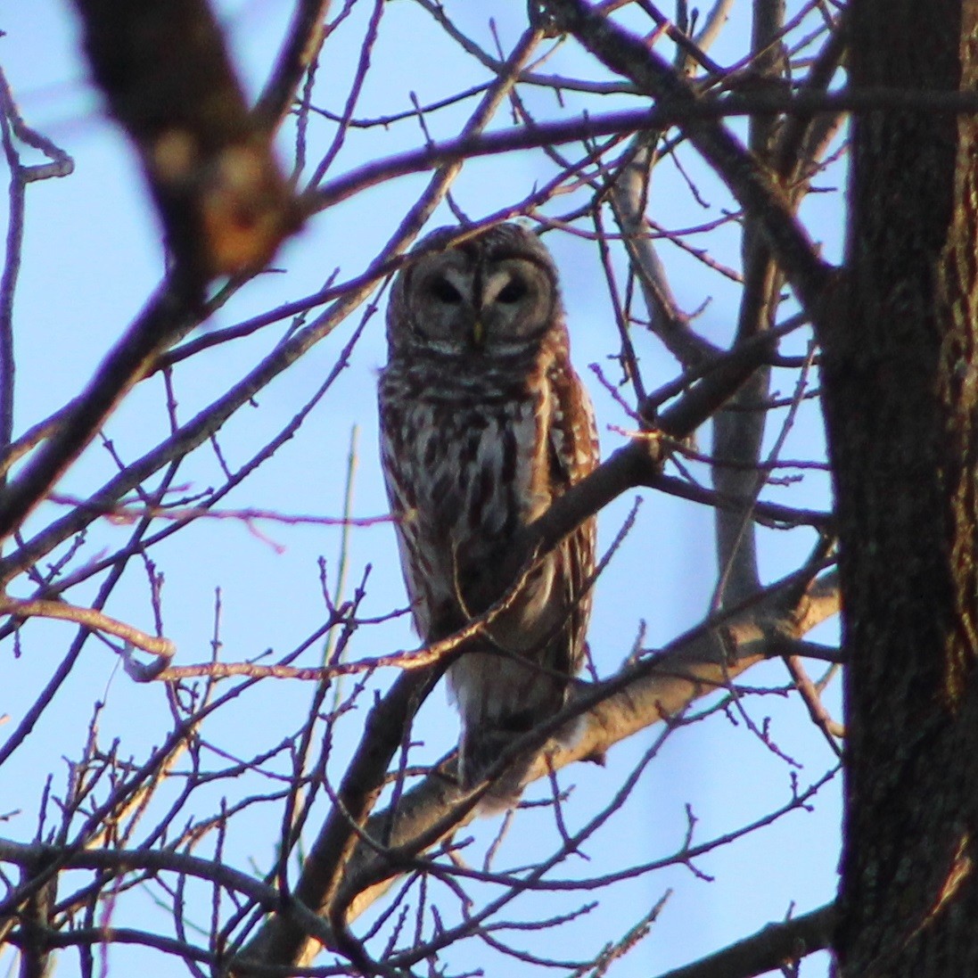 eBird Checklist - 5 Mar 2019 - Forest along Squaw Creek, Ames - 7 species