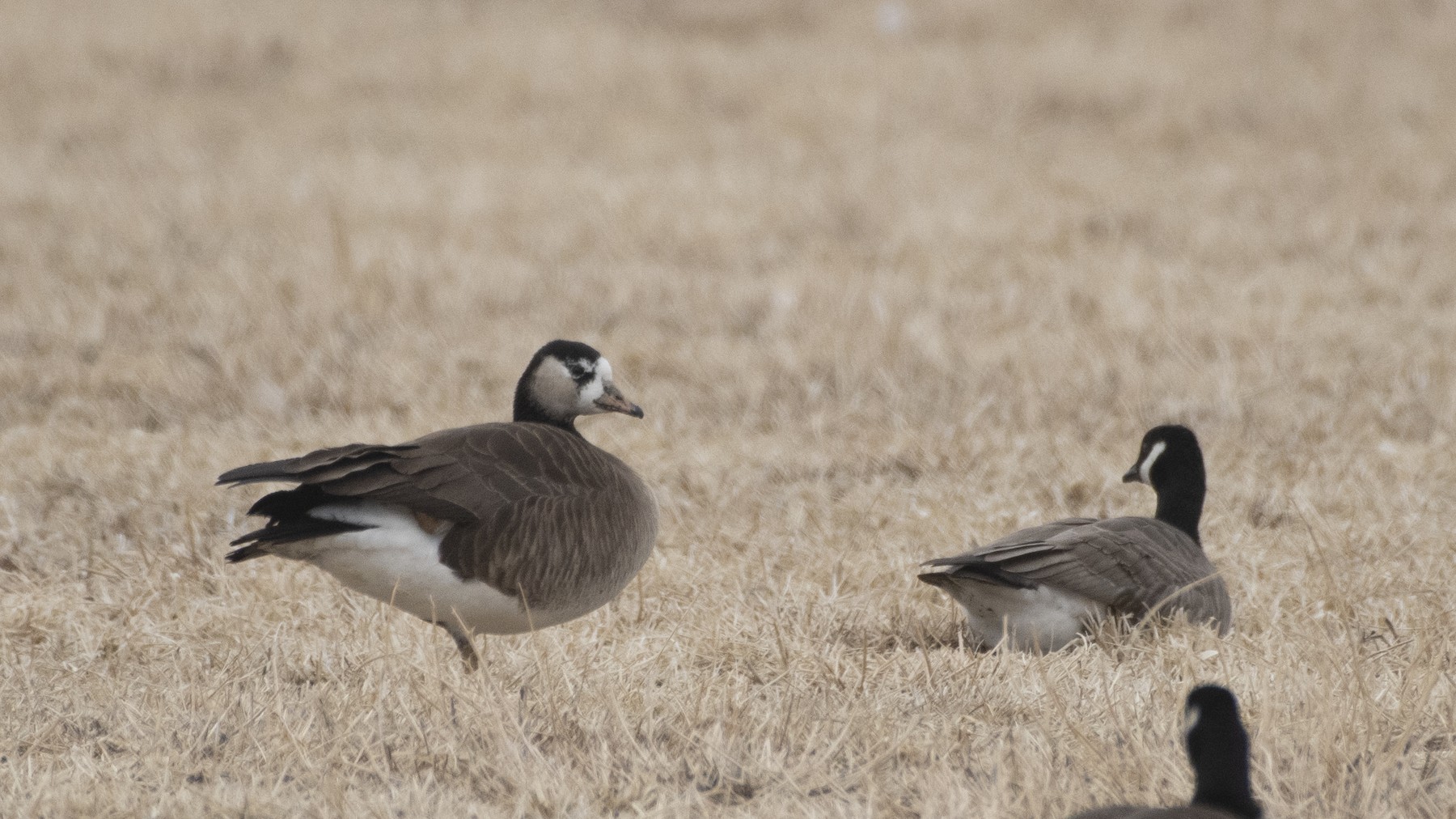 Greater White-fronted x Cackling Goose (hybrid) - eBird