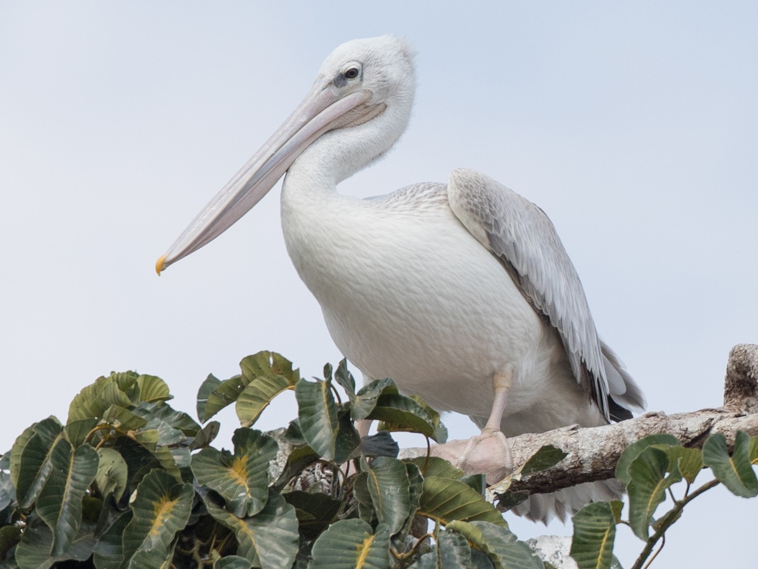 Pink-backed Pelican - eBird