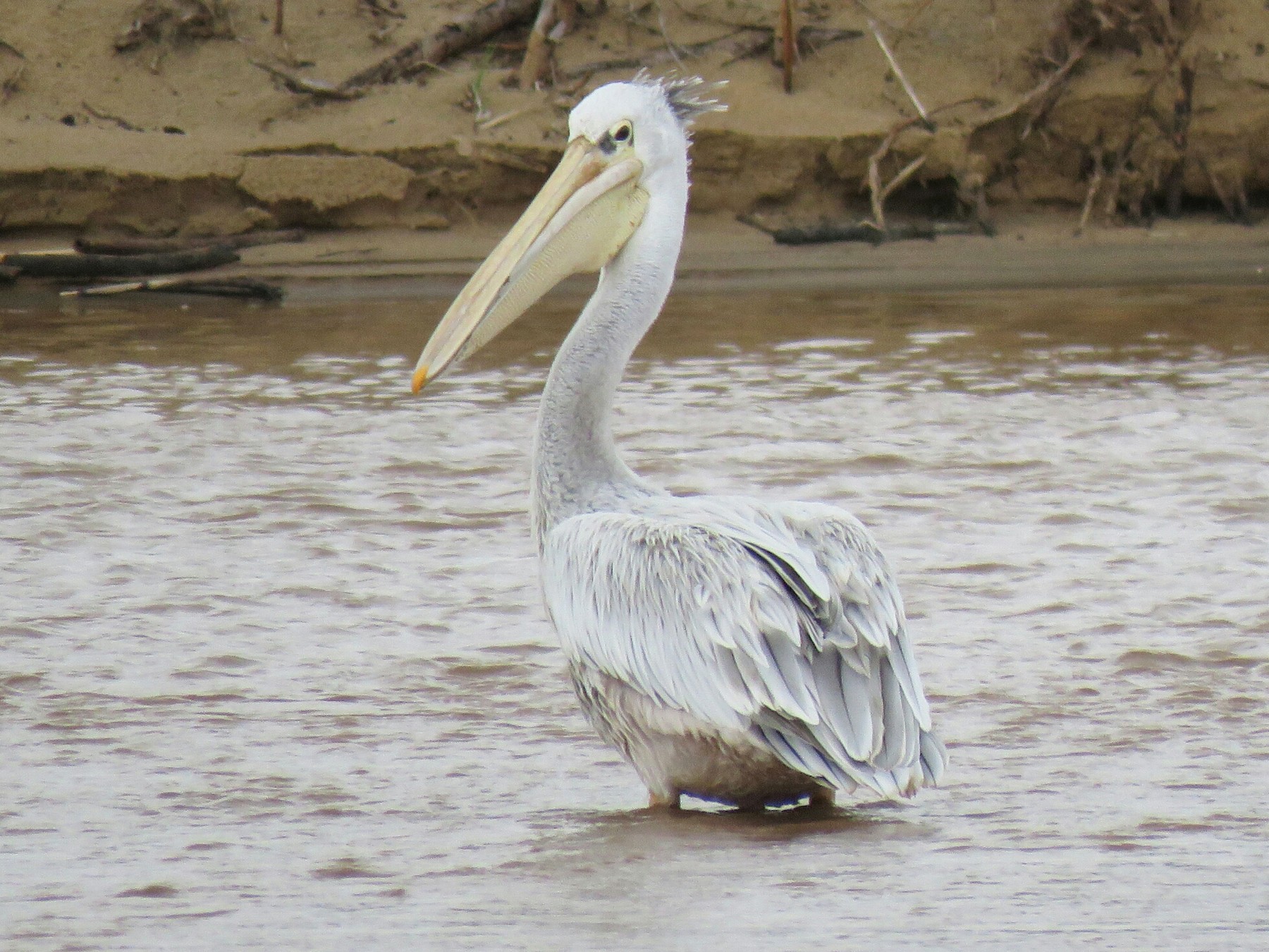 Pink-backed Pelican - eBird