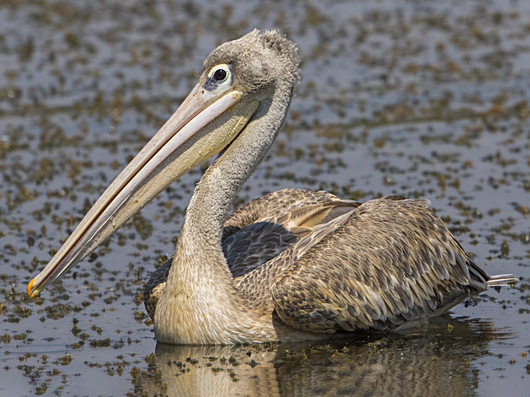 Pink-backed Pelican - eBird