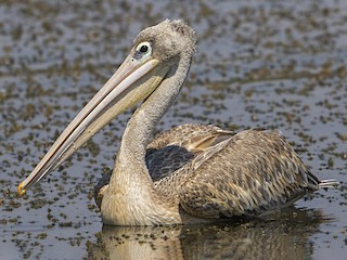 Pink-backed Pelican - eBird
