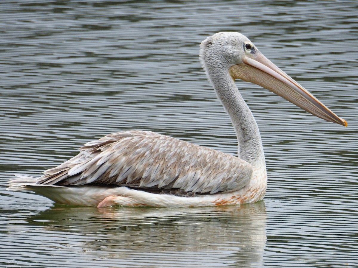 Pink-backed Pelican - Pelecanus rufescens - Birds of the World