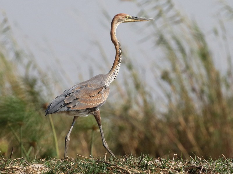 Garza Goliat - eBird