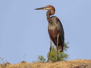 Dev Balıkçıl - eBird