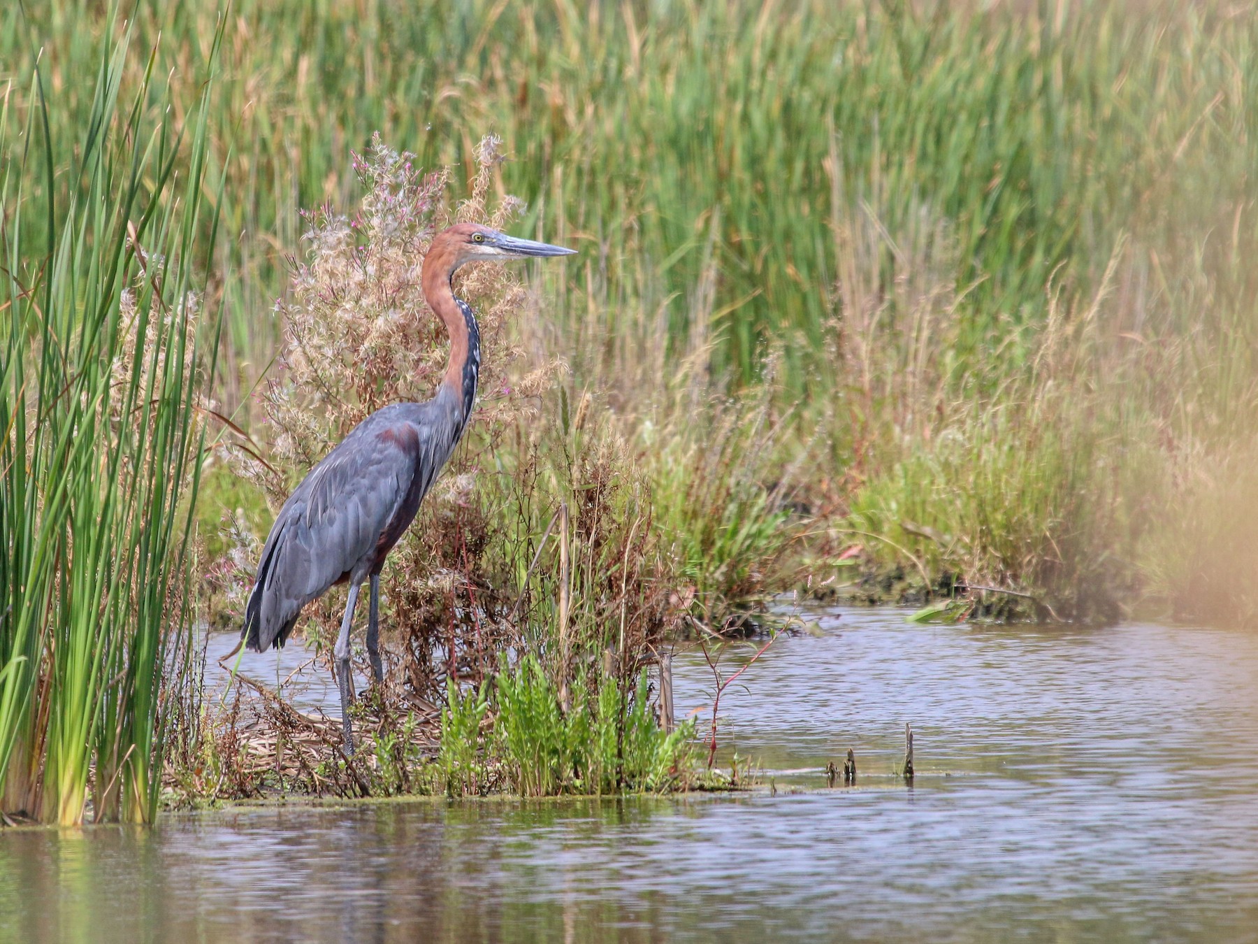 Garza Goliat - eBird