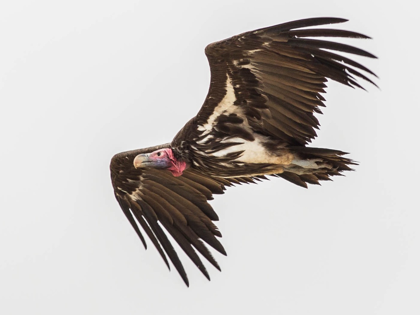 Lappet-faced Vulture - eBird