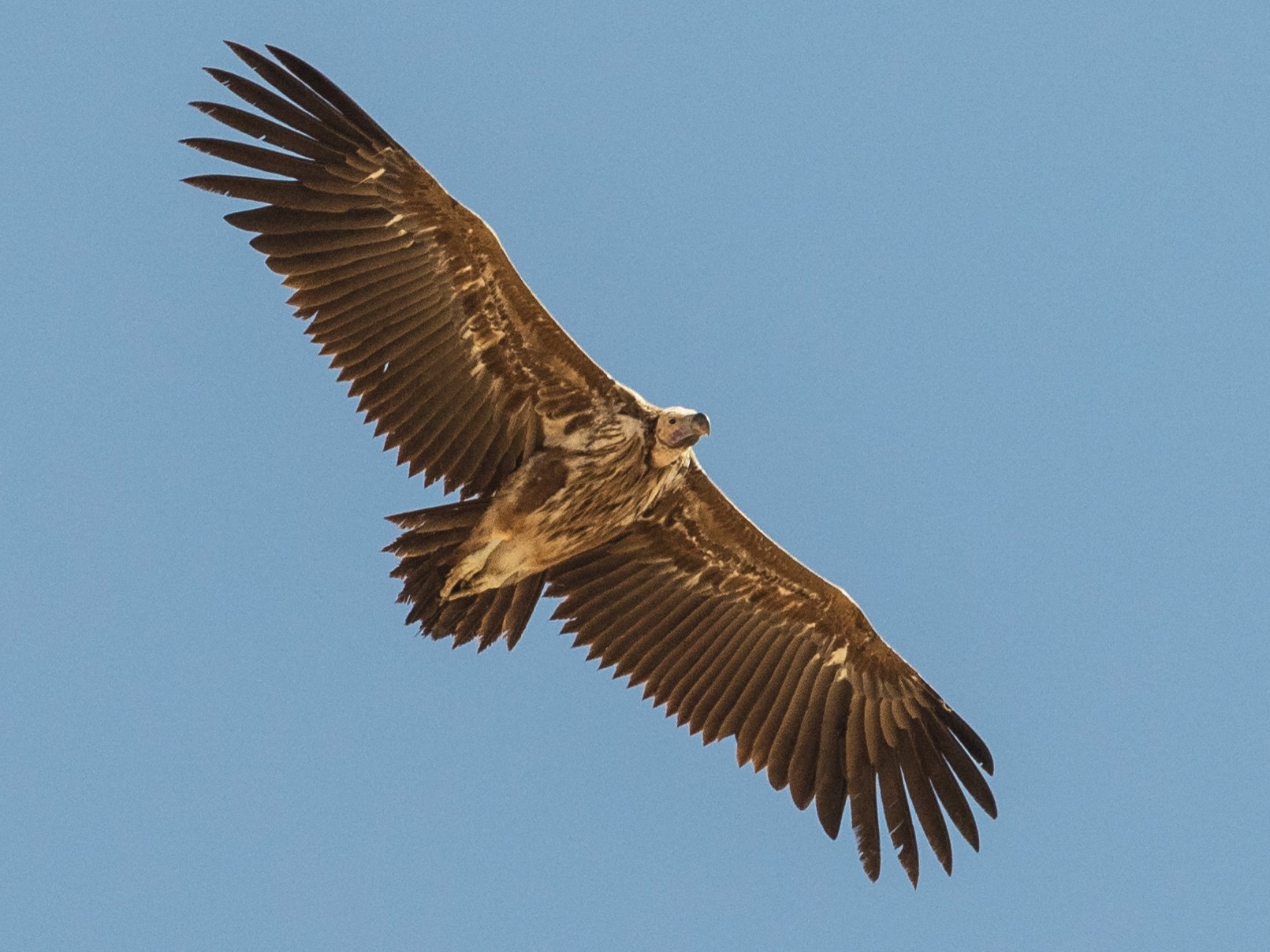 Lappet-faced Vulture - eBird