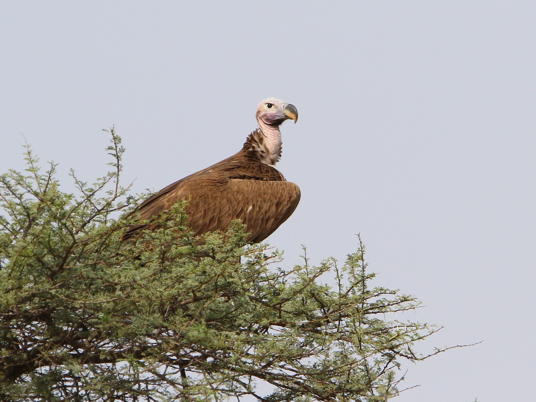 Lappet Faced Vulture