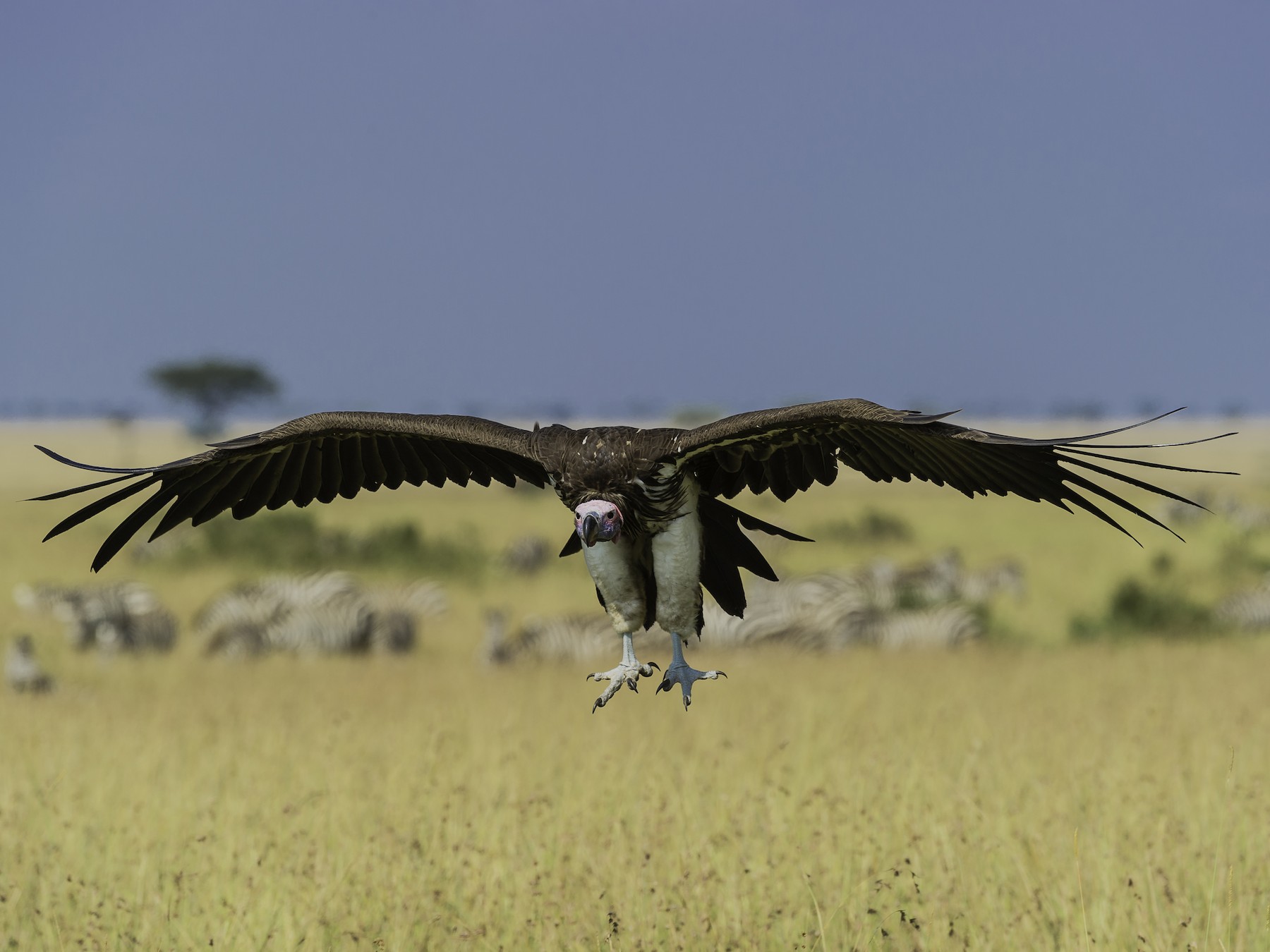 Lappet Faced Vulture
