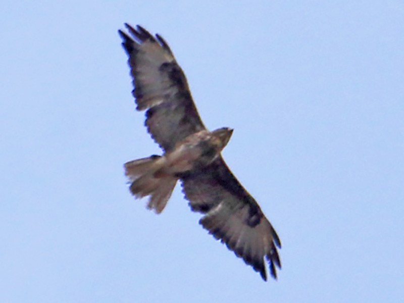 Cape Verde Buzzard - eBird