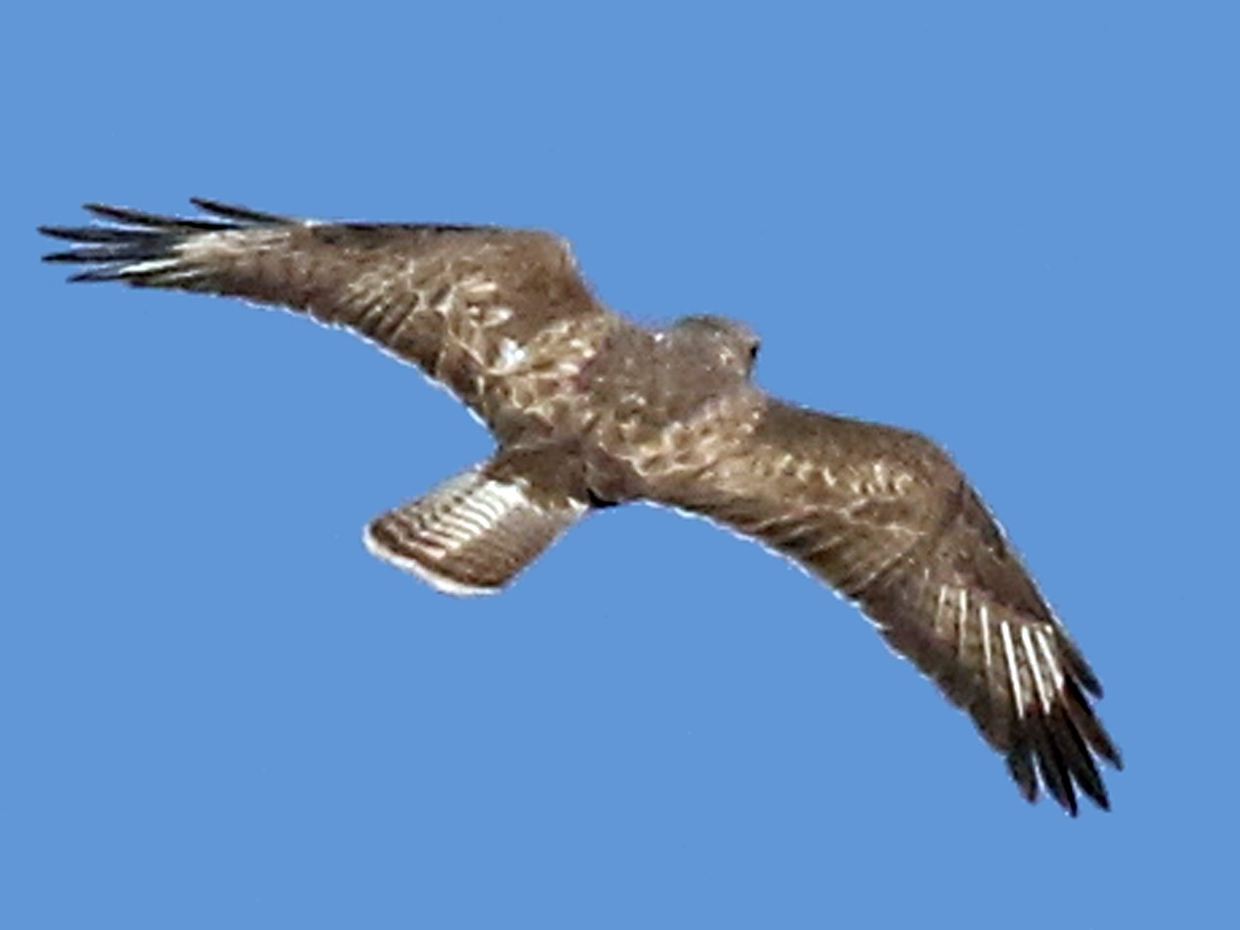 Common Buzzard (Cape Verde) - eBird