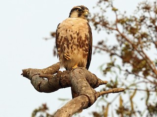 Lanner Falcon - eBird