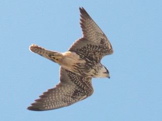 Lanner Falcon - eBird