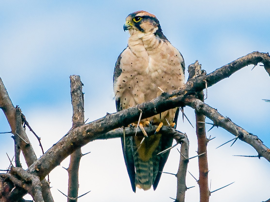 Lanner Falcon - eBird