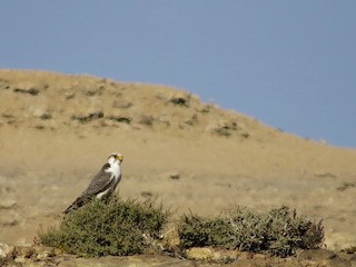 Lanner Falcon - eBird