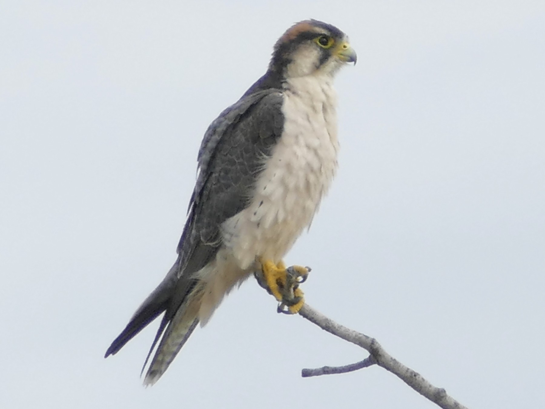 Lanner Falcon - eBird
