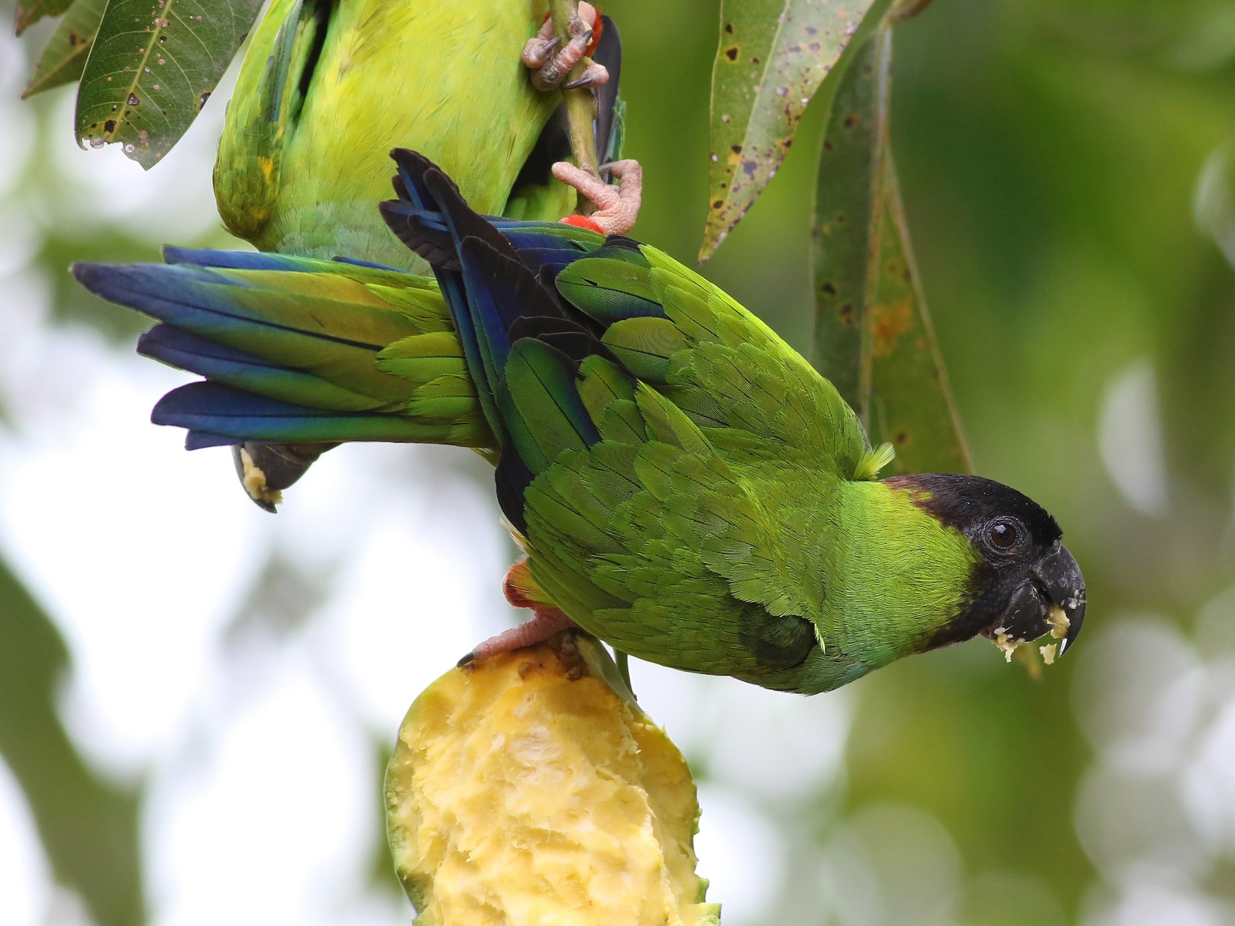 Nanday Parakeet - eBird