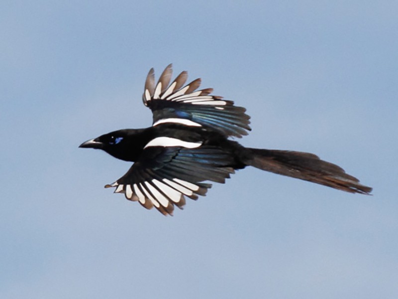 Maghreb Magpie - eBird