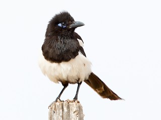 Maghreb Magpie - eBird