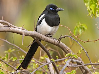 Maghreb Magpie - eBird