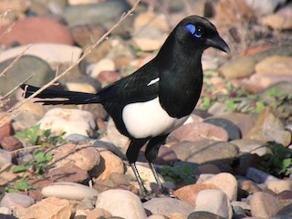 Maghreb Magpie - eBird
