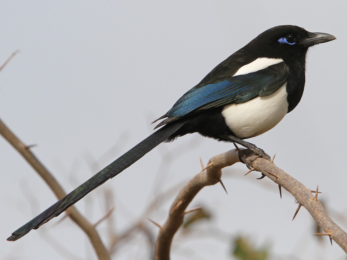 Maghreb Magpie - Pica mauritanica - Birds of the World