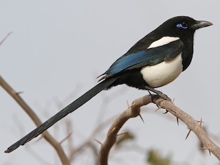 Maghreb Magpie - Pica mauritanica - Birds of the World