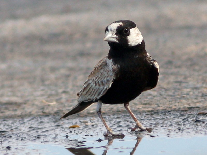 Black-crowned Sparrow-Lark - eBird