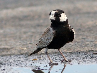 Black-crowned Sparrow-Lark - eBird