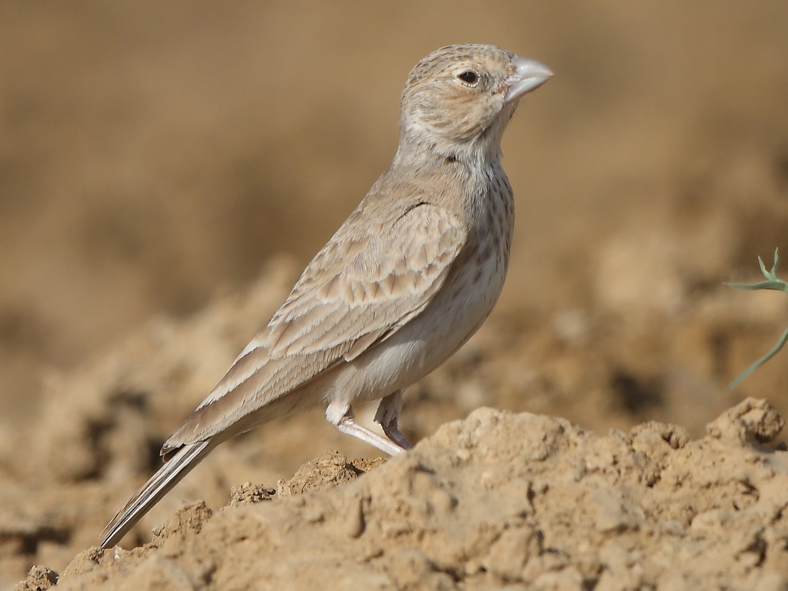 Black-crowned Sparrow-Lark - eBird