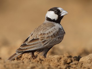 Black-crowned Sparrow-Lark - eBird