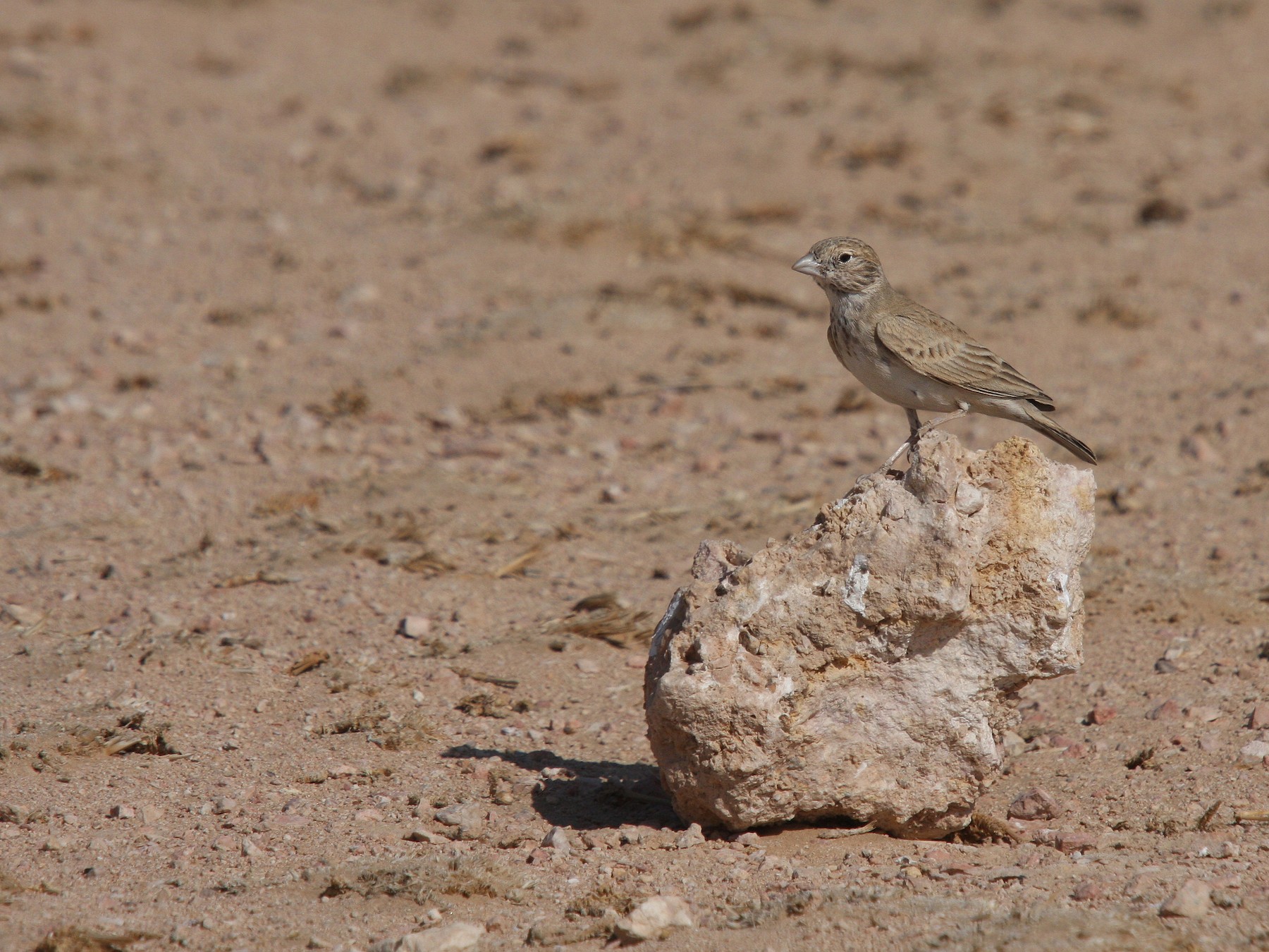 Black-crowned Sparrow-Lark - eBird
