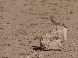 Black-crowned Sparrow-Lark - eBird