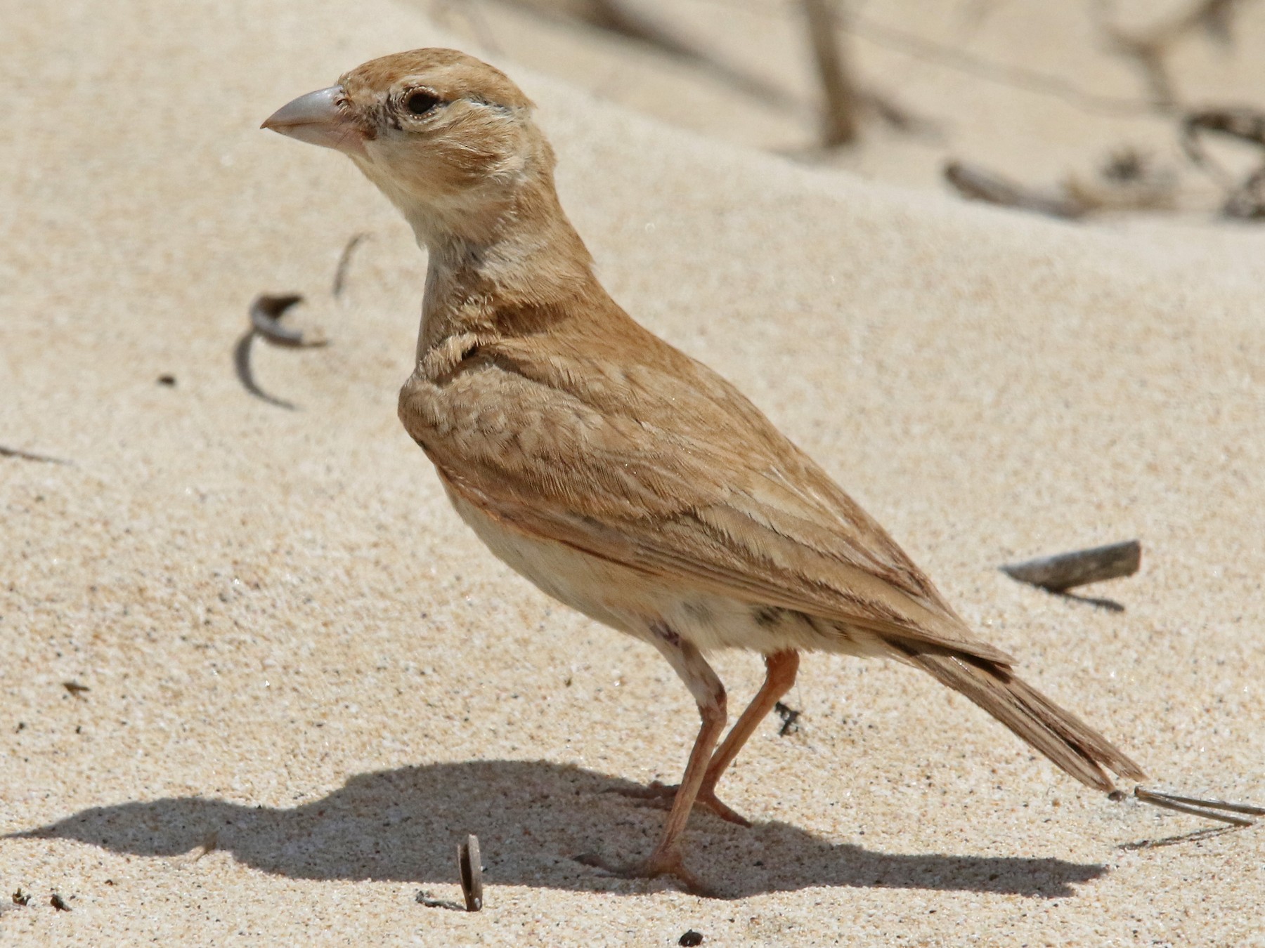 Black-crowned Sparrow-Lark - eBird