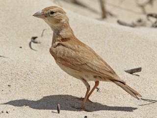 Black-crowned Sparrow-Lark - eBird
