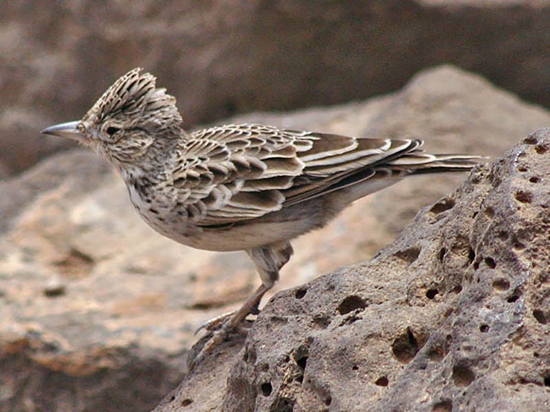 Raso Lark - eBird