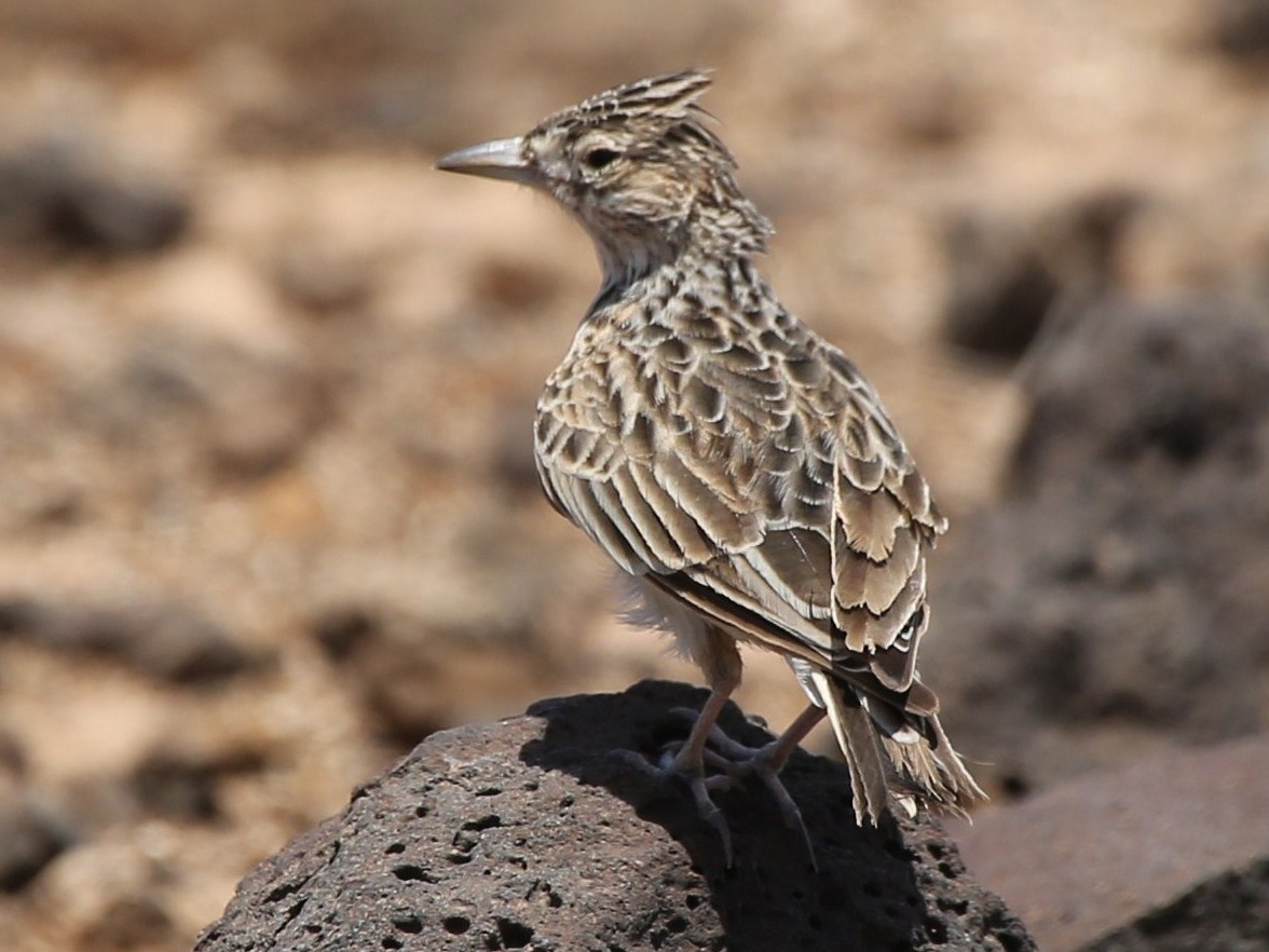 Raso Skylark - eBird