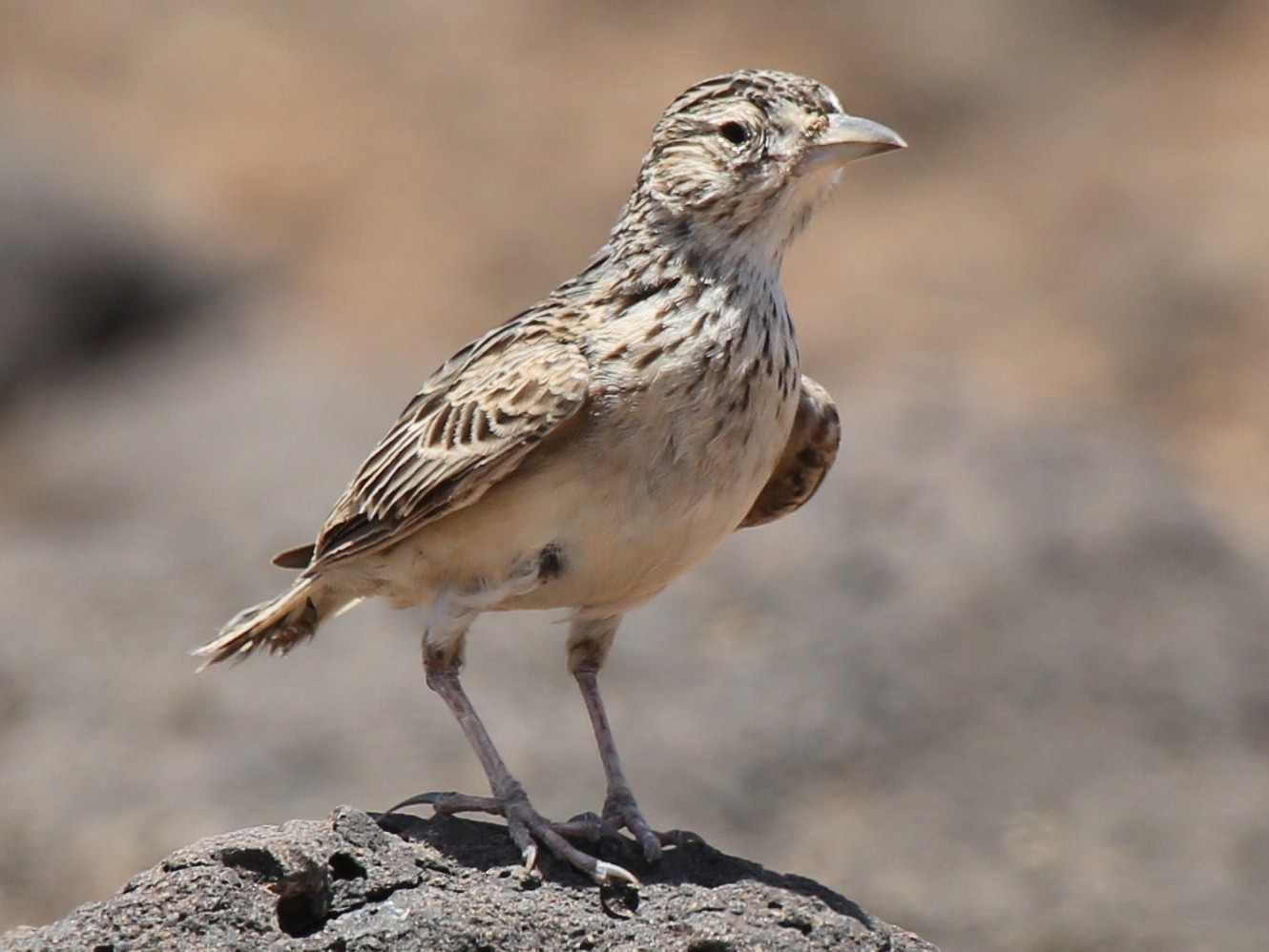 Raso Lark - eBird