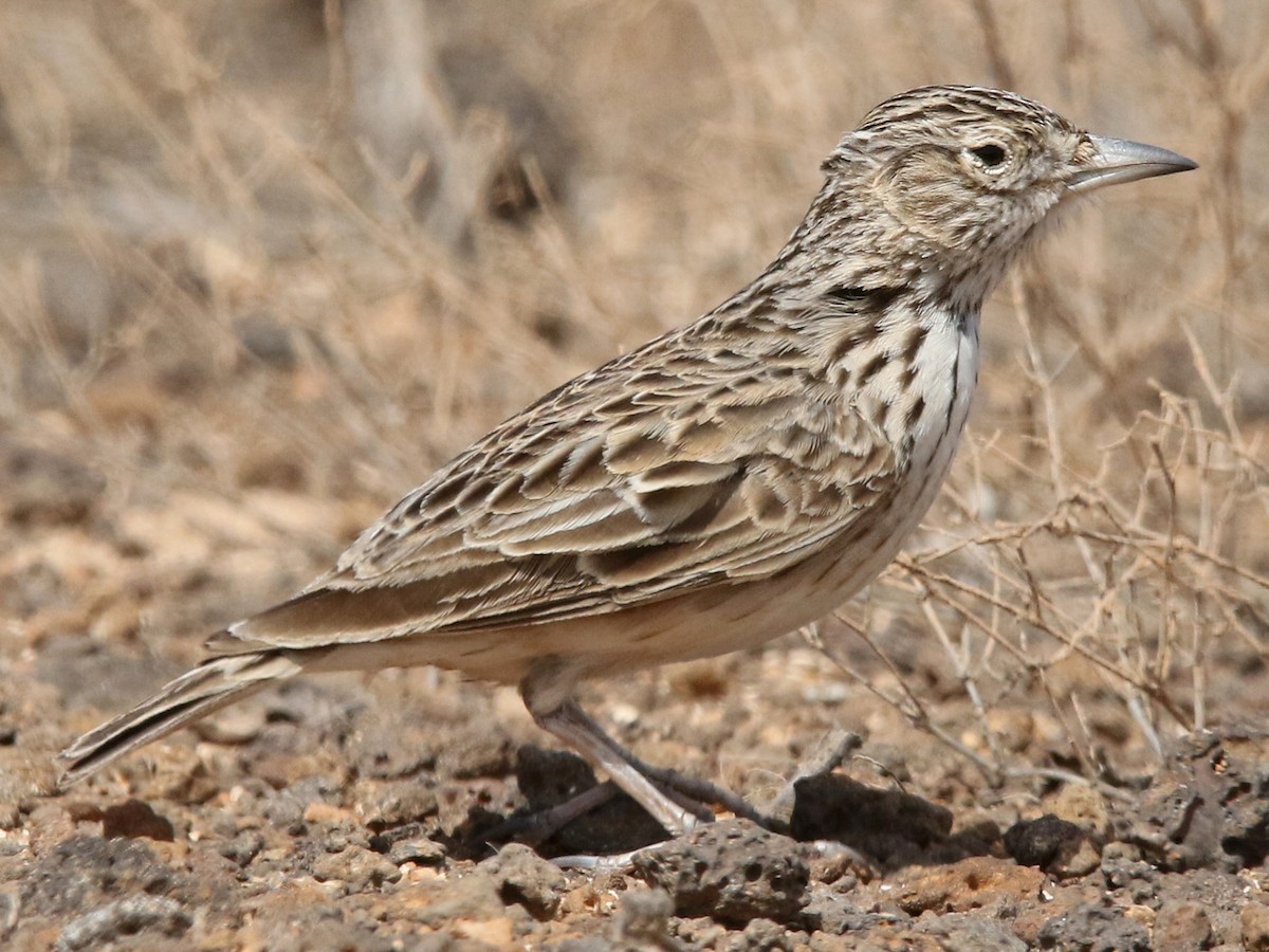 Raso Skylark - Alauda razae - Birds of the World