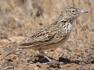 Raso Skylark - Alauda razae - Birds of the World