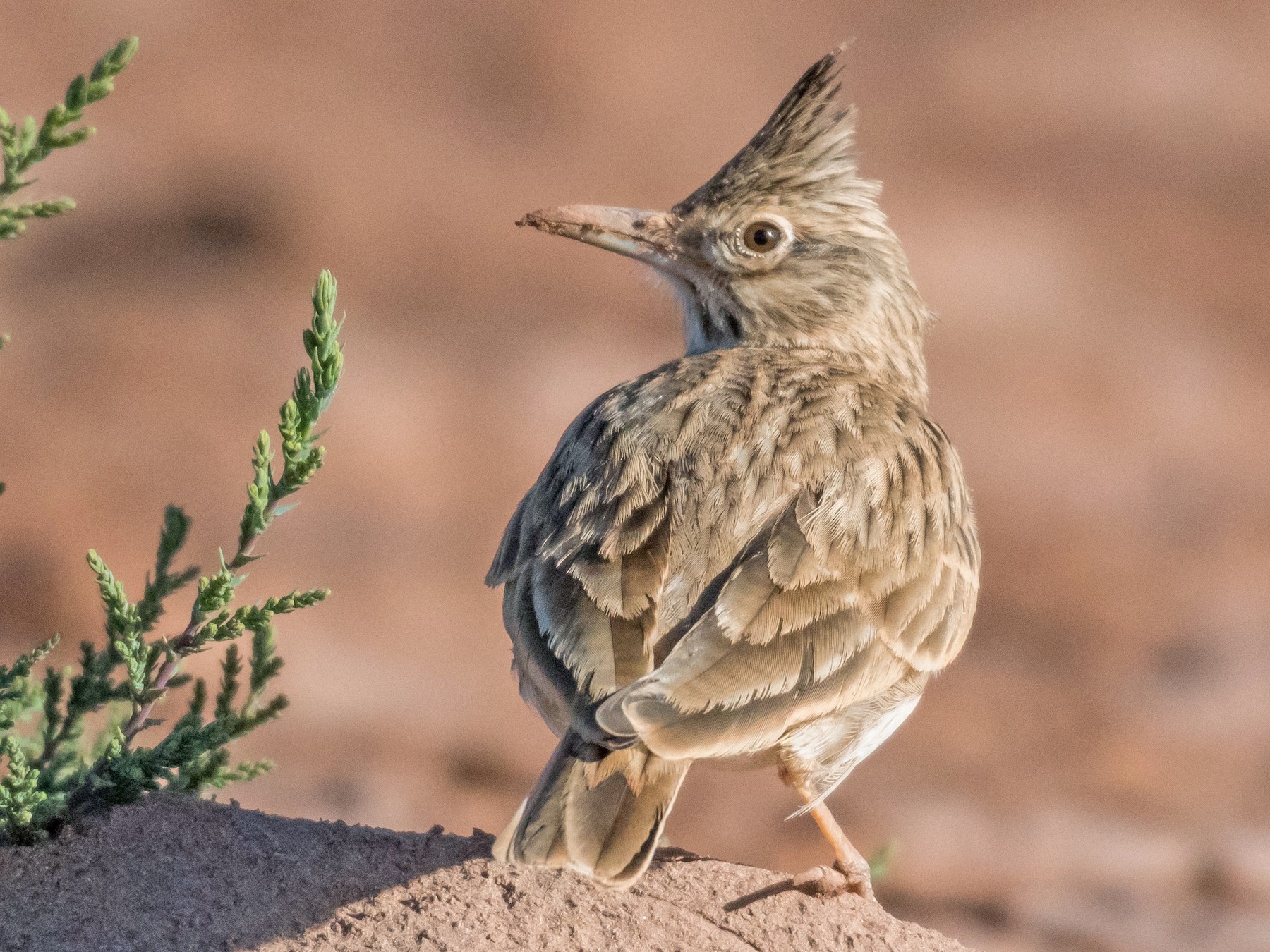 Crested Lark (Maghreb) - eBird